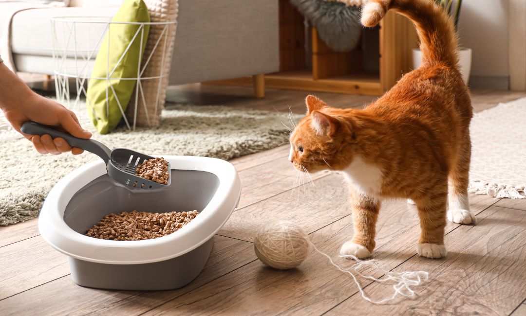 Wunderschöne Katze Benutzt Katzenklo Nicht Mehr Bild